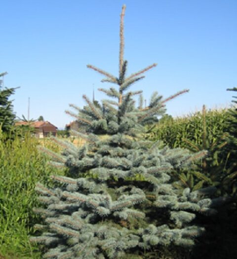 Blautanne - Christbaum - Christbaum-Verkauf Gossau - Familie Mauchle